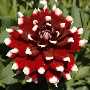 Santa Claus | Swan Dahlias