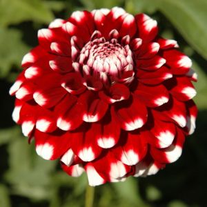 ZAKARY ROBERT | Swan Dahlias