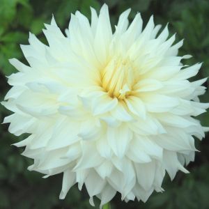 SNOWBOUND | Swan Dahlias