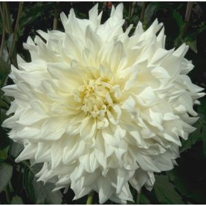 SNOWBOUND | Swan Dahlias