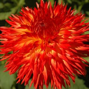 Encore | Swan Dahlias