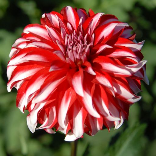 SANTA CLAUS | Swan Dahlias