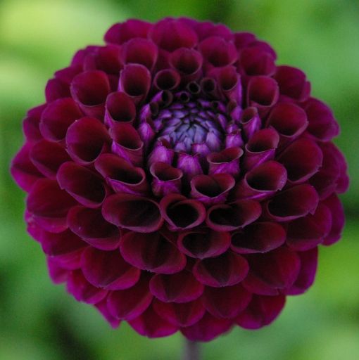 JASON MATTHEW | Swan Dahlias