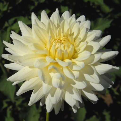 TAPIOCA | Swan Dahlias