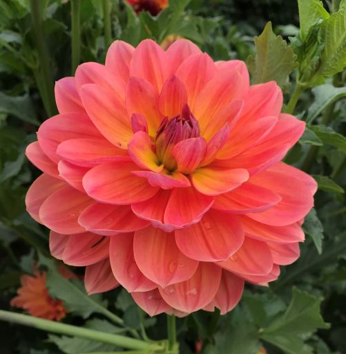 OREGON SUNSET | Swan Dahlias