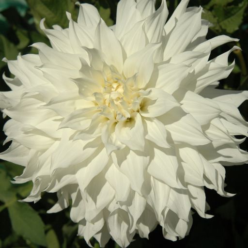 SNOWBOUND | Swan Dahlias