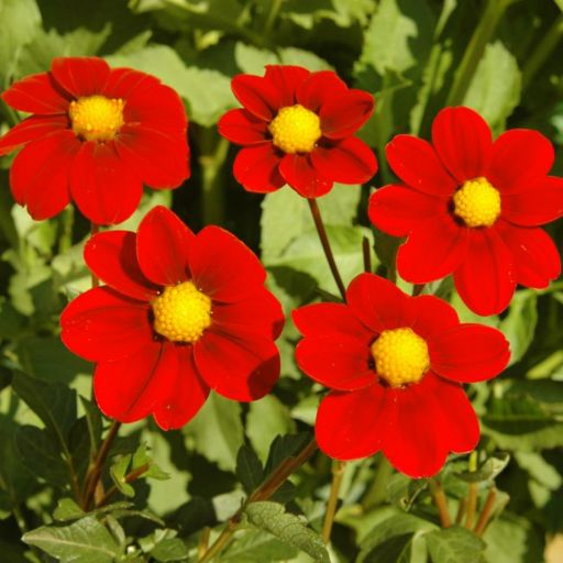BABY RED | Swan Dahlias