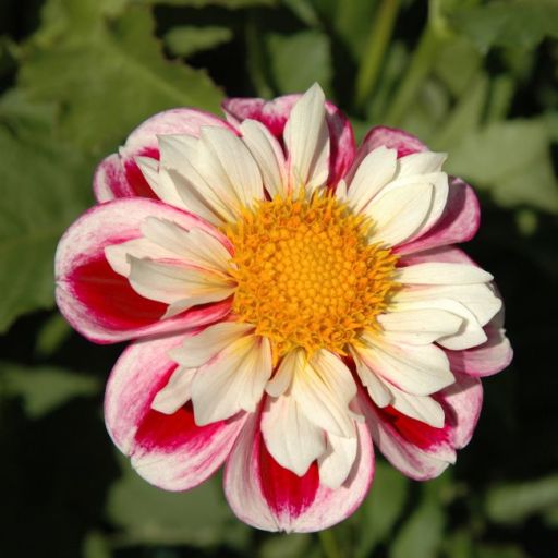 BUMBLE RUMBLE | Swan Dahlias