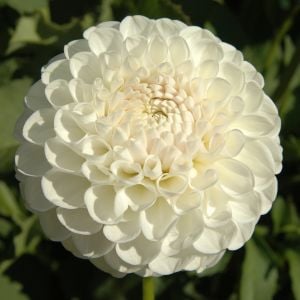 dahlia bride