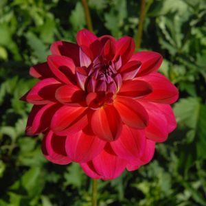 RAZ MA TAZ | Swan Dahlias