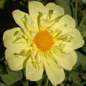 HONKA | Swan Dahlias