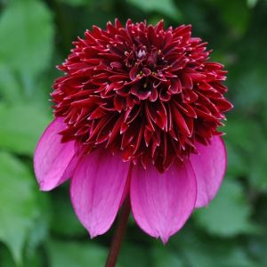 ROCK STAR | Swan Dahlias