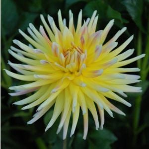 CLEARVIEW JONAS | Swan Dahlias
