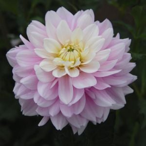 DADDY'S GIRL | Swan Dahlias