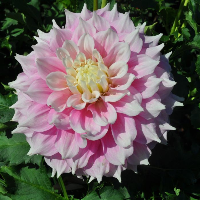 gitts perfection | Swan Dahlias