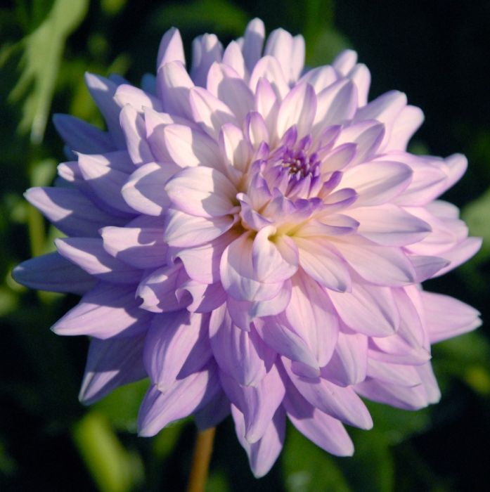 JORDAN NICOLE | Swan Dahlias