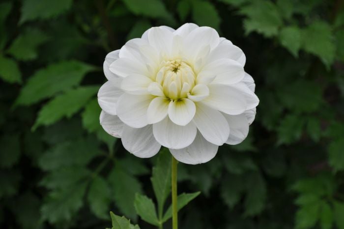 dahlia bride