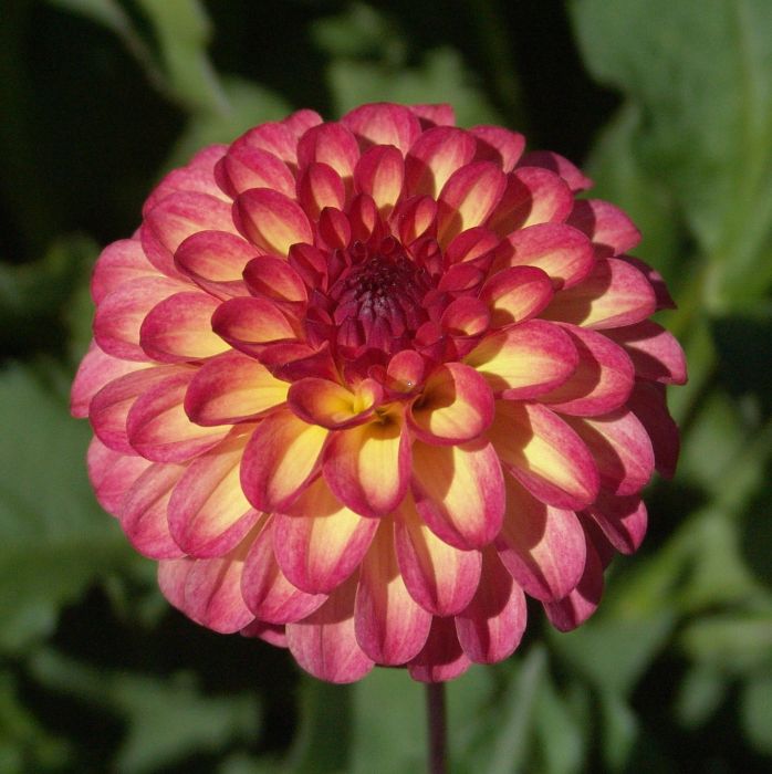 RAZ MA TAZ | Swan Dahlias