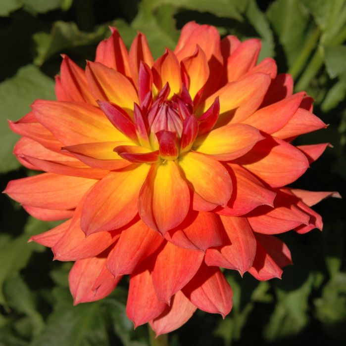 FIREPOT | Swan Dahlias