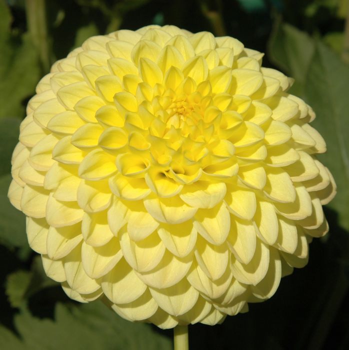 POLVENTON SUPREME | Swan Dahlias