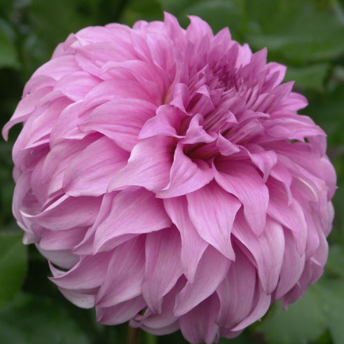VASSIO MEGGOS | Swan Dahlias