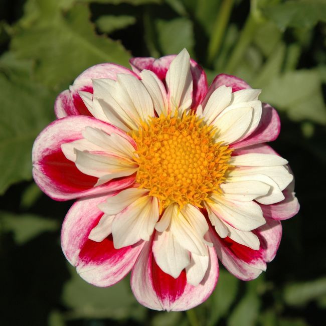 BUMBLE RUMBLE | Swan Dahlias