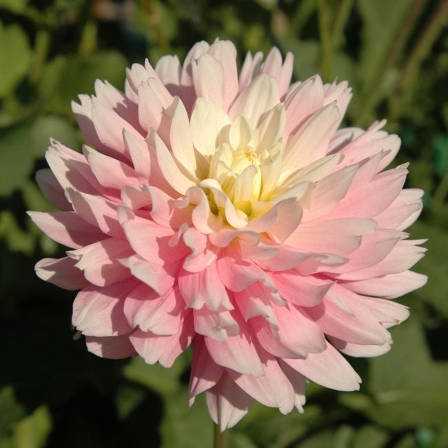 CHILSON'S PRIDE | Swan Dahlias