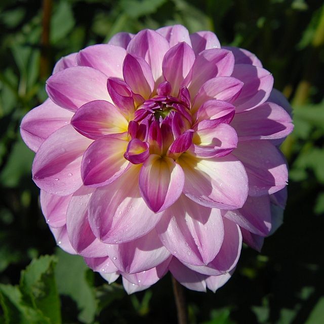 LISA LISA | Swan Dahlias