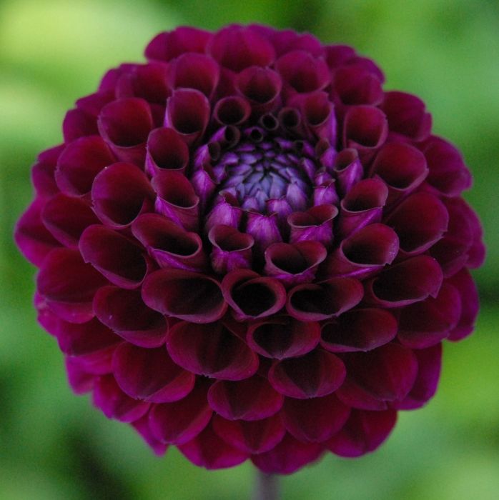 JASON MATTHEW | Swan Dahlias