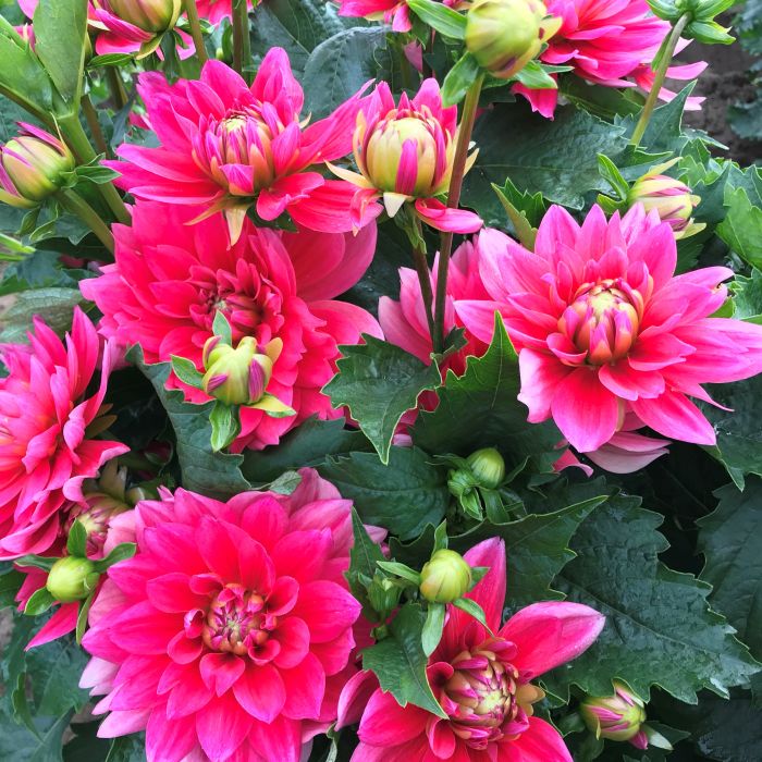 PINK DUCHESS | Swan Dahlias