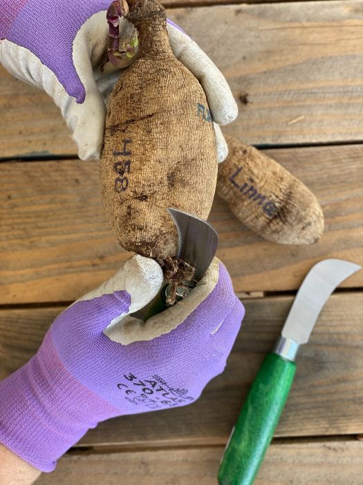 Dahlia Tuber Dividing Knife | Swan Dahlias