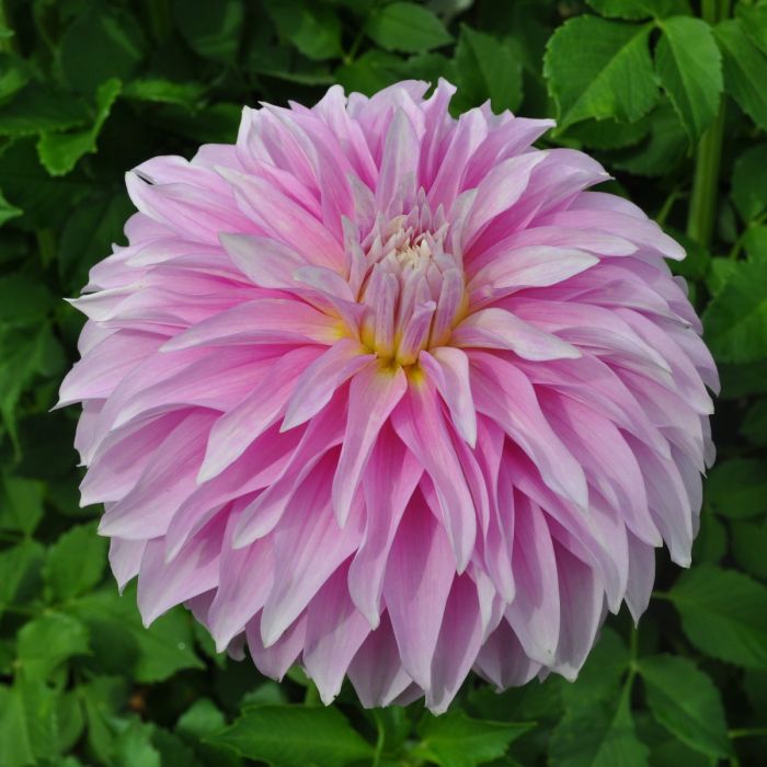 DANCIN' QUEEN | Swan Dahlias