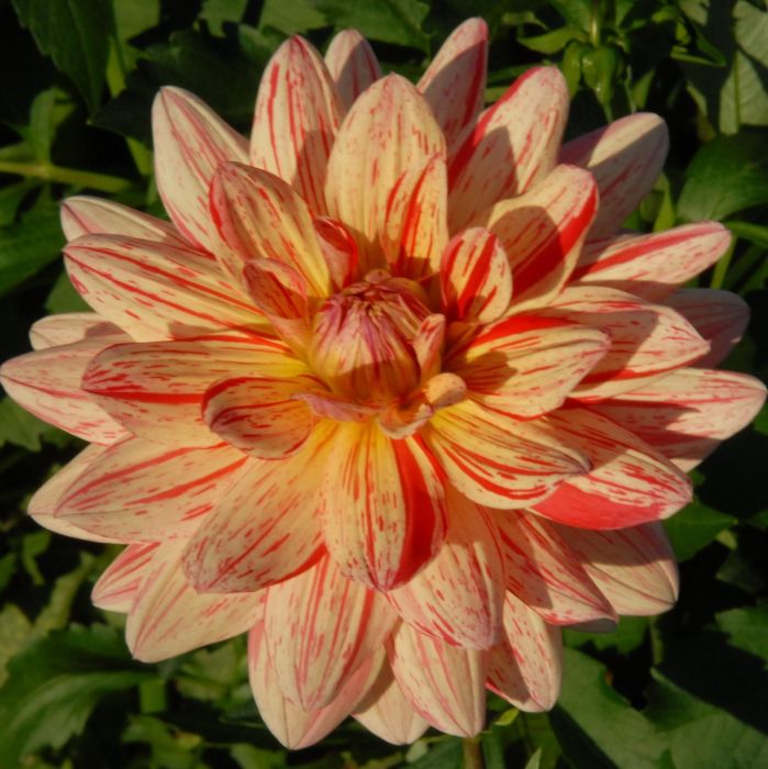 AWE SHUCKS | Swan Dahlias