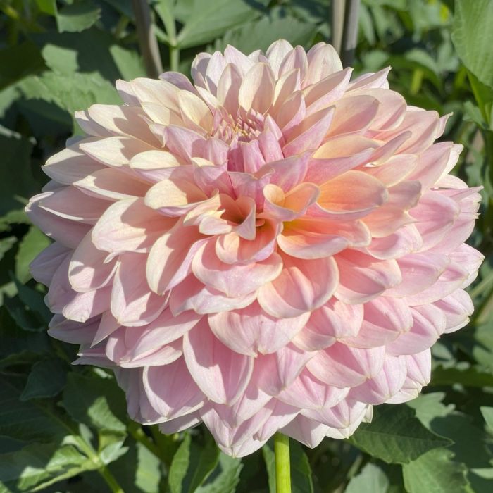 blushing beauty | Swan Dahlias