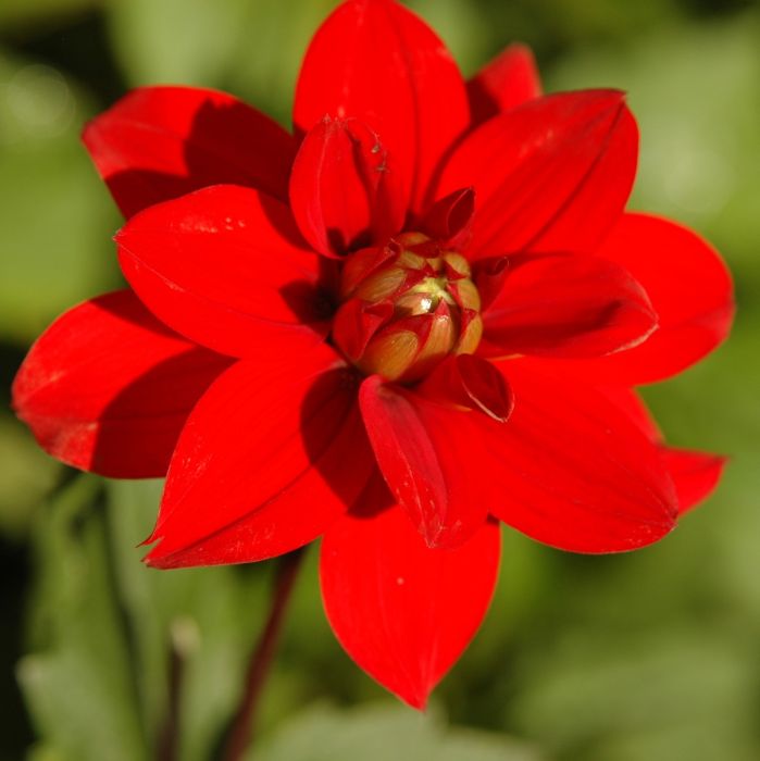 CHERRY DROP | Swan Dahlias