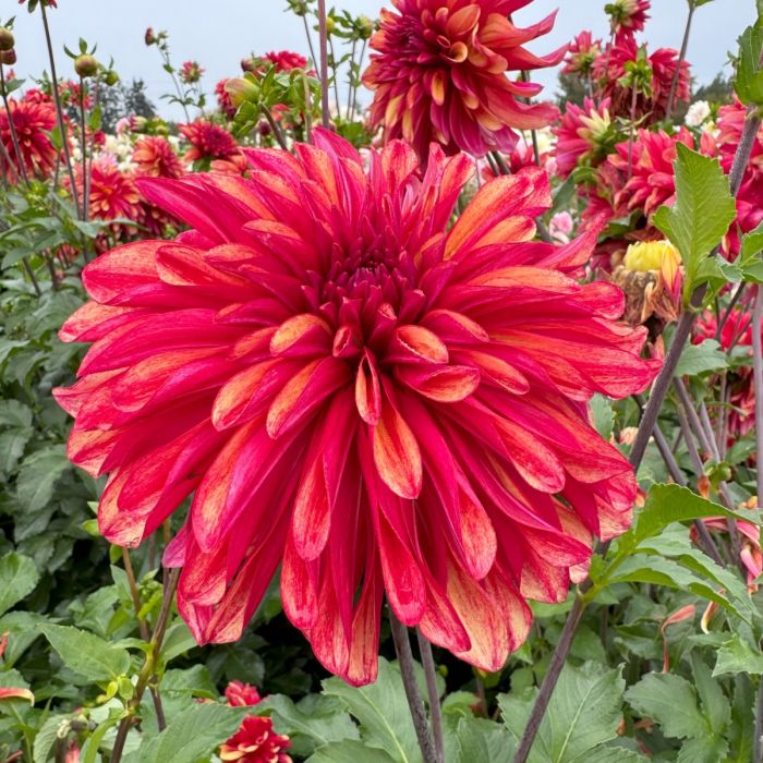 gitts braveheart | Swan Dahlias