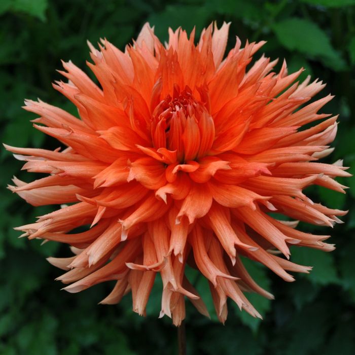 KABLOOM | Swan Dahlias