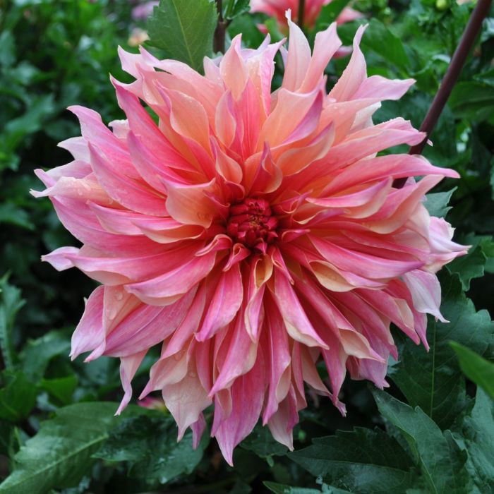 LABYRINTH | Swan Dahlias