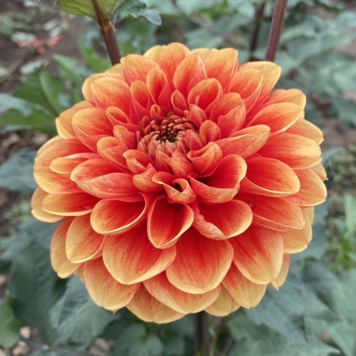 Orange-U-Glad | Swan Dahlias