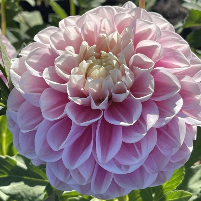 TUTU MUCH | Swan Dahlias
