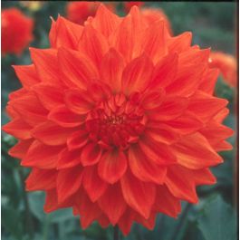 NEON SPLENDOR | Swan Dahlias