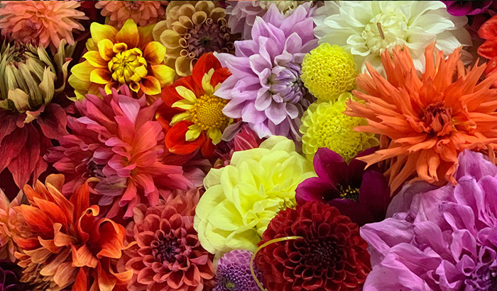 Dahlia Classification | Swan Island Dahlias | Swan Dahlias